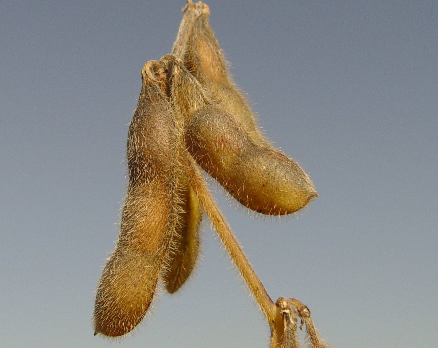 Soybean Science Blooms with Supercomputers – Pegasus WMS